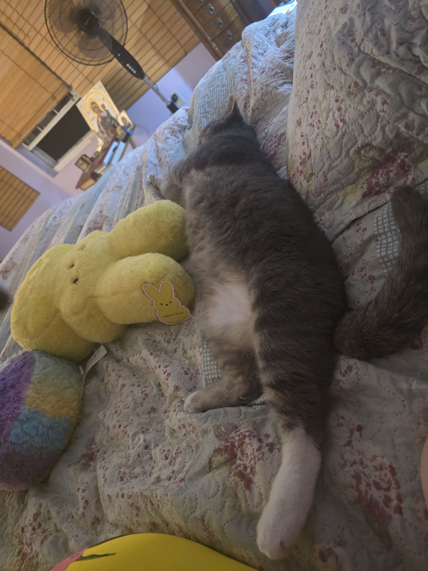 Cat Update – Clarissa's Blog