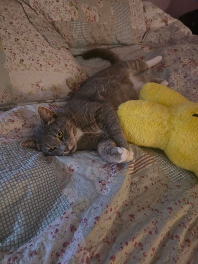 Cat Update – Clarissa's Blog